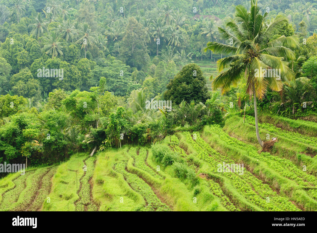 Indonesia background hi-res stock photography and images - Alamy