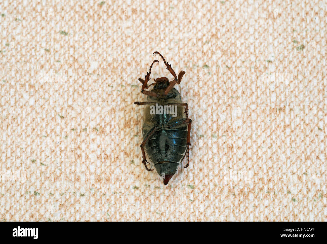 Dead beetle hi-res stock photography and images - Alamy