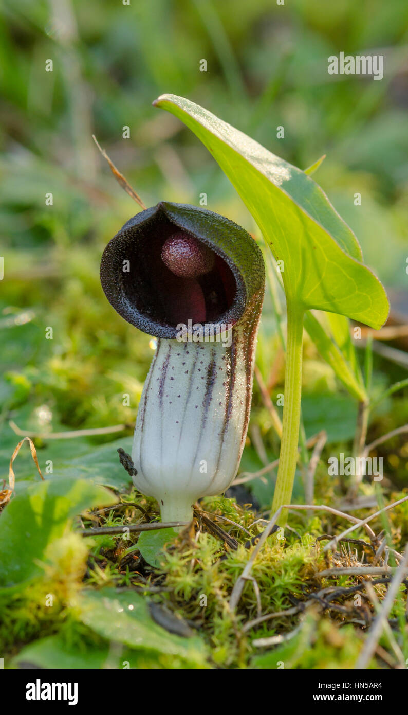 Friar's Cowl, Arisarum simorrhinum blooming in field, Andalusia, Spain ...