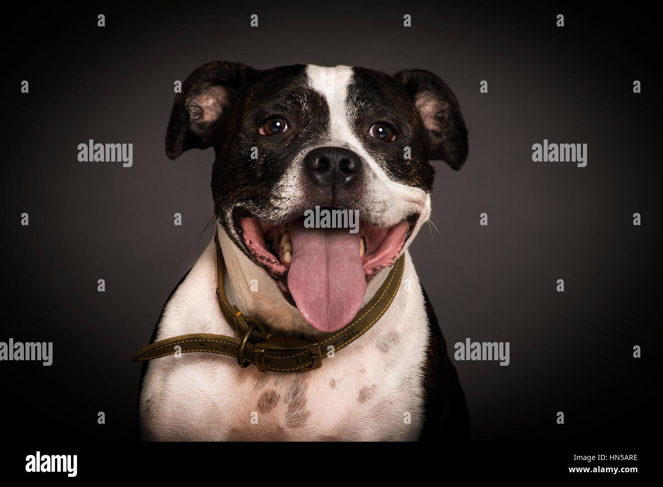 Staffordshire bull terrier portrait hi-res stock photography and images ...