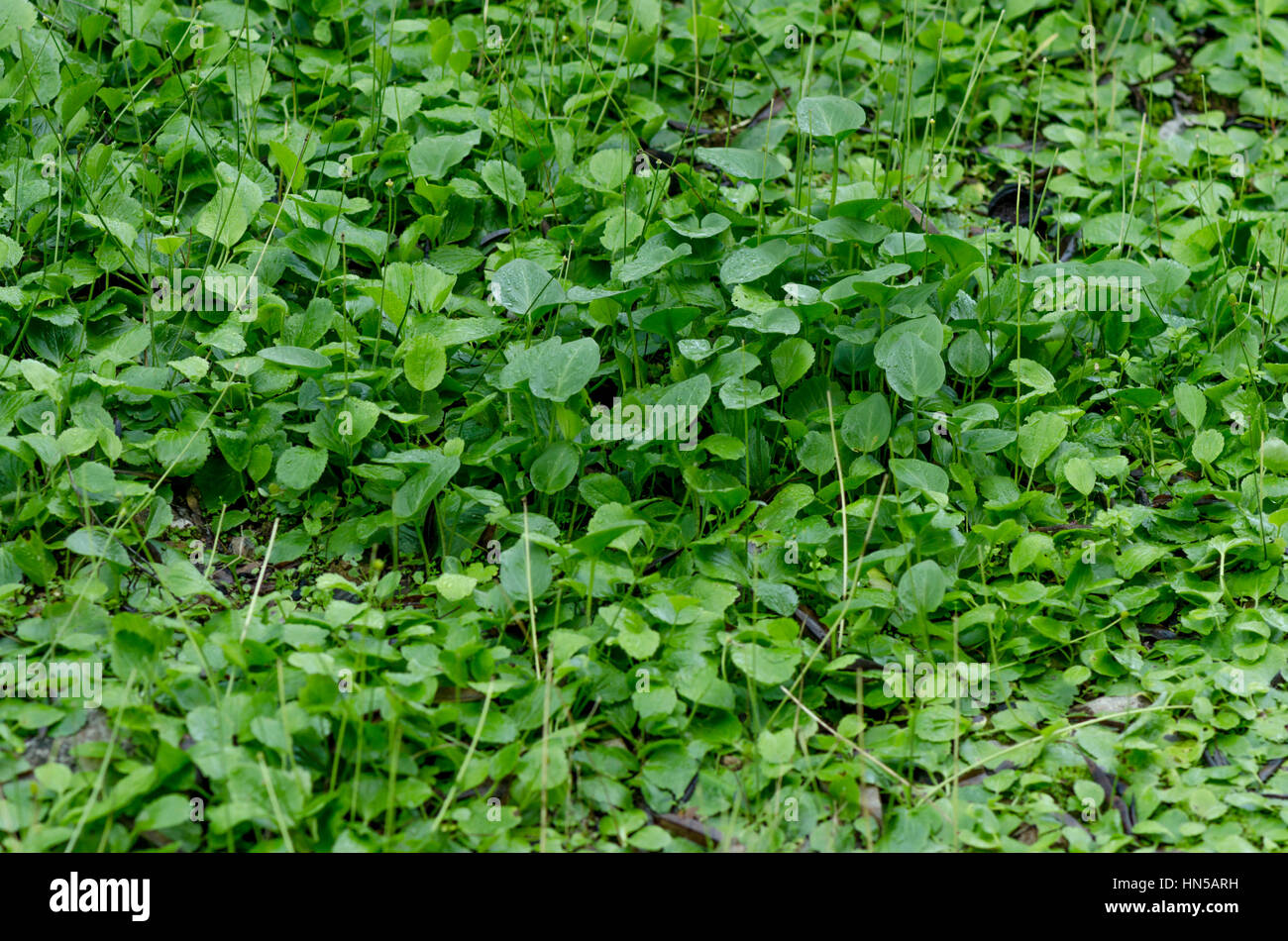 Forest floor covered with friar's cowl, larus, Andalusia, SPAIN Stock ...