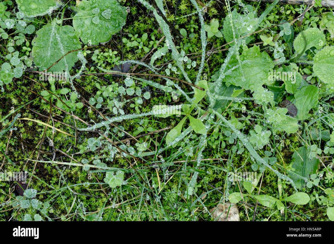 Ground vegetation hi-res stock photography and images - Alamy