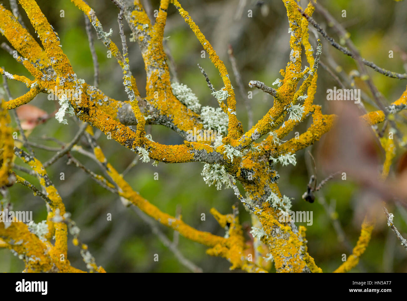 Yellow Lichen on branches, maritime sunburst lichen, spain Stock Photo ...