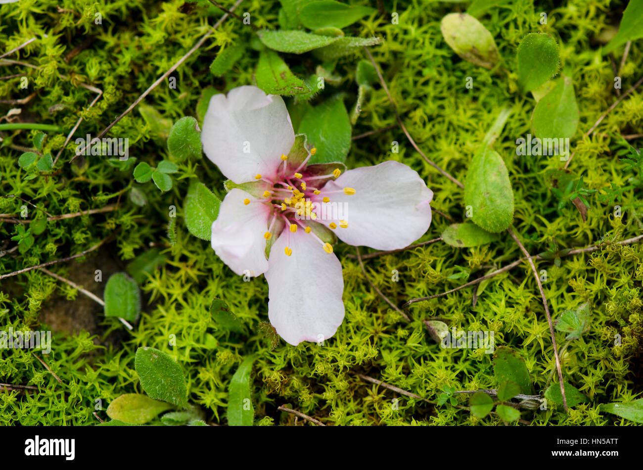 Almond flower of blooming almond tree fallen on peat moss surface ...