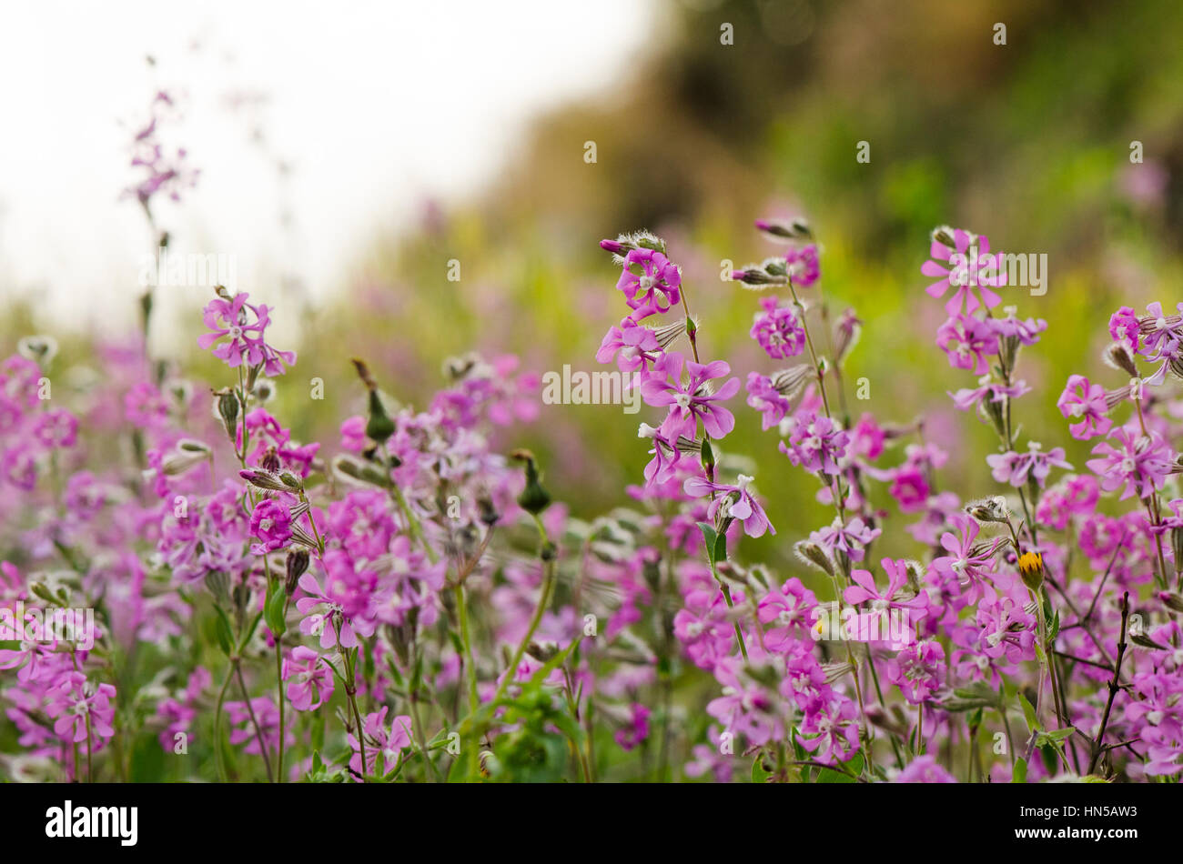 Mediterranean Catchfly, Silene colorata flowering in spring field ...