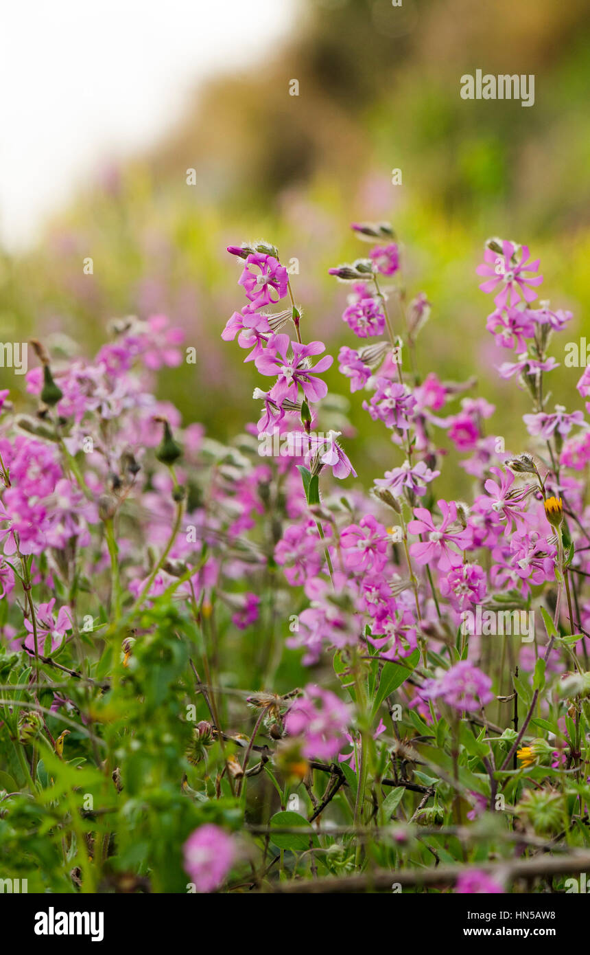 Colorata hi-res stock photography and images - Alamy