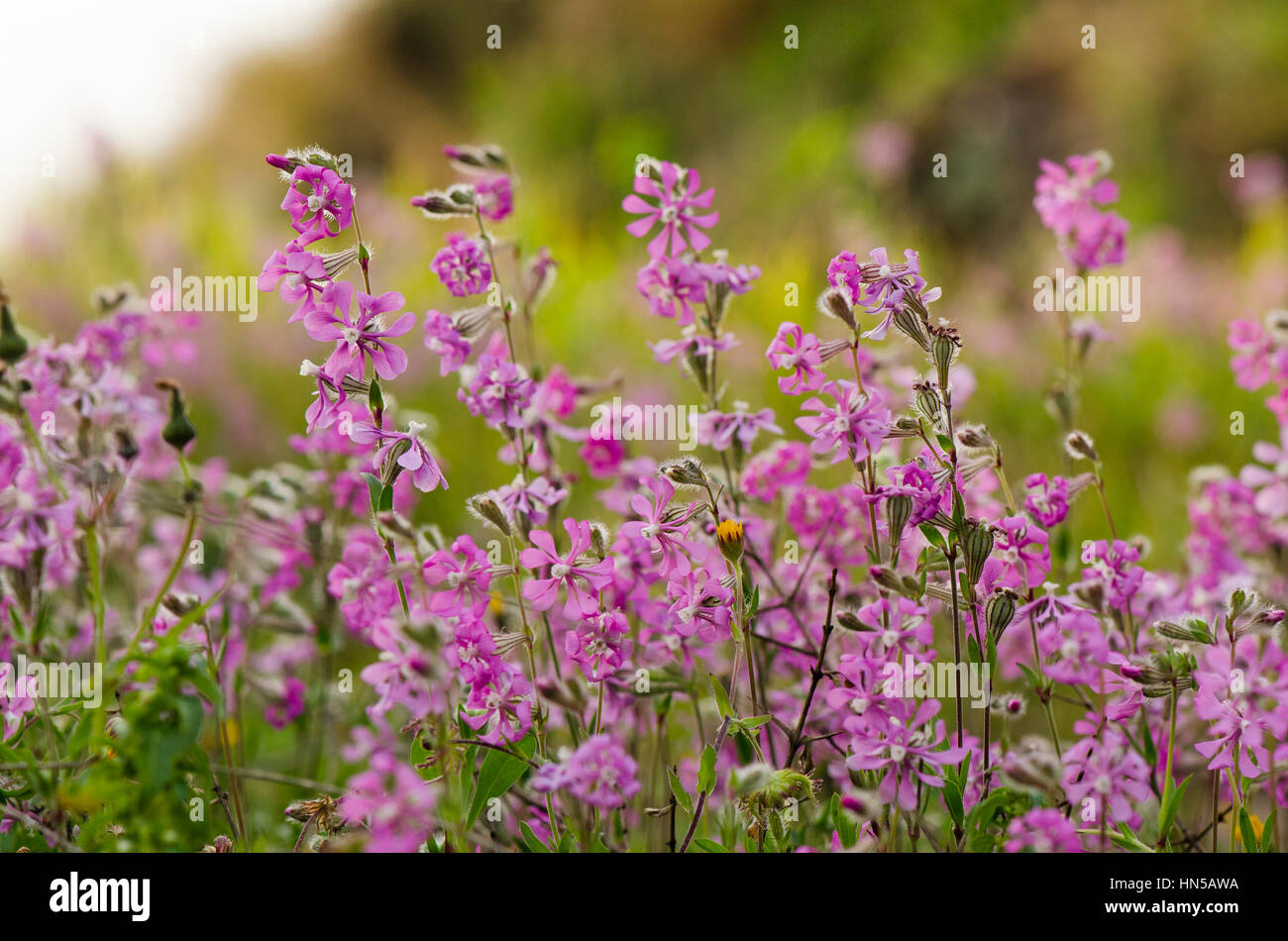Mediterranean Catchfly, Silene colorata flowering in spring field ...