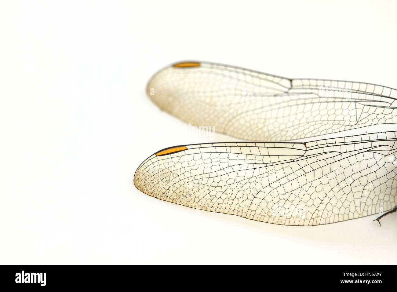 close up wings dragonfly macro isolated on white background Stock Photo ...