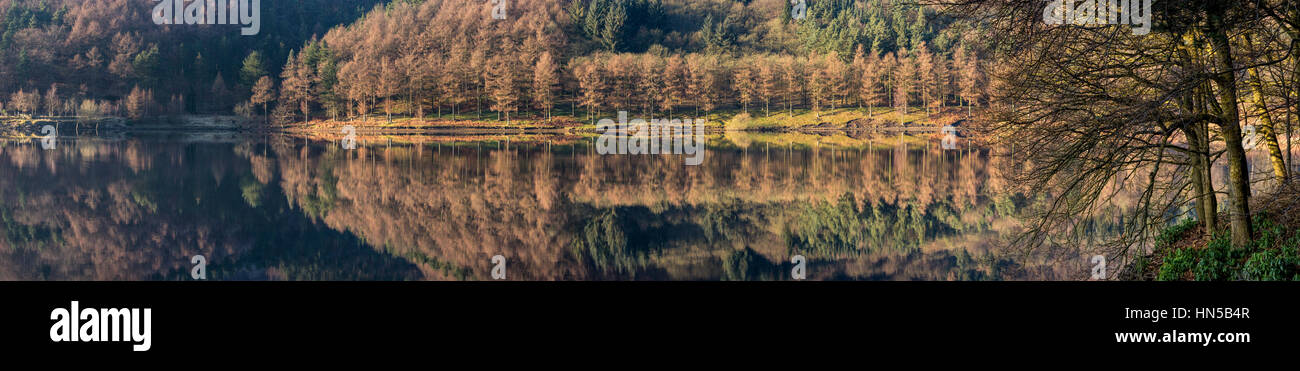 Wide panorama of forest reflected in the still water of Derwent ...