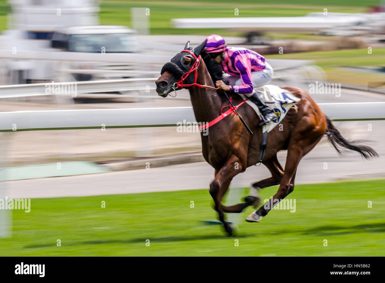 Muscle horse hi-res stock photography and images - Alamy