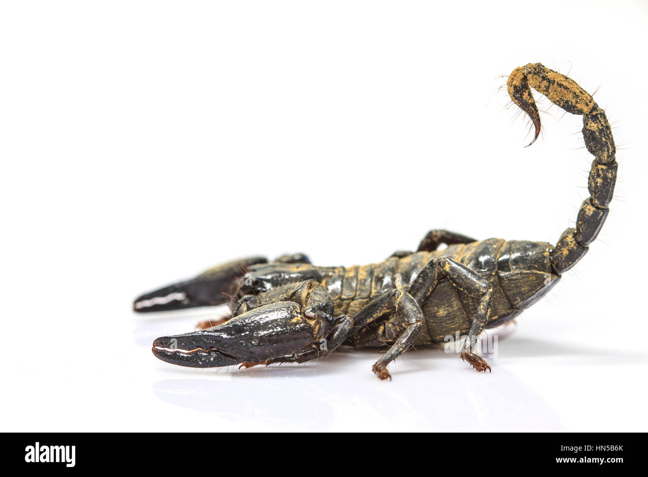close up Scorpion ( Pandinus imperator) on white background Stock Photo ...