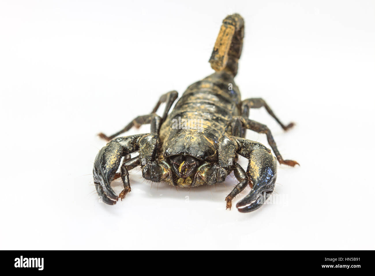 close up Scorpion ( Pandinus imperator) on white background Stock Photo ...