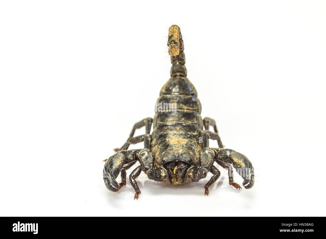 close up Scorpion ( Pandinus imperator) on white background Stock Photo ...