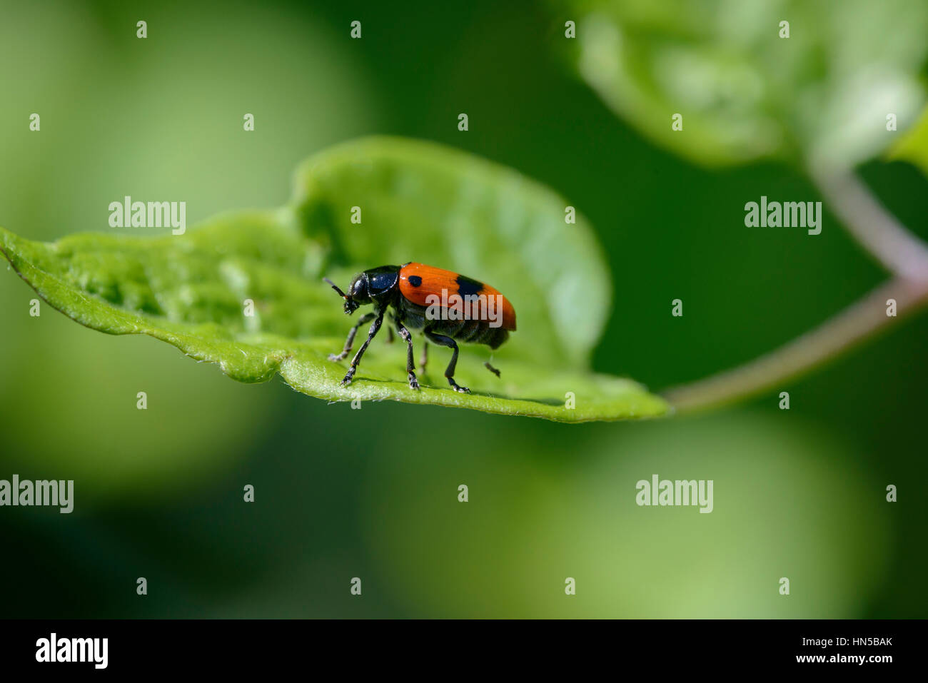 Leaf Beetle (Clytra quadripunctata Stock Photo - Alamy
