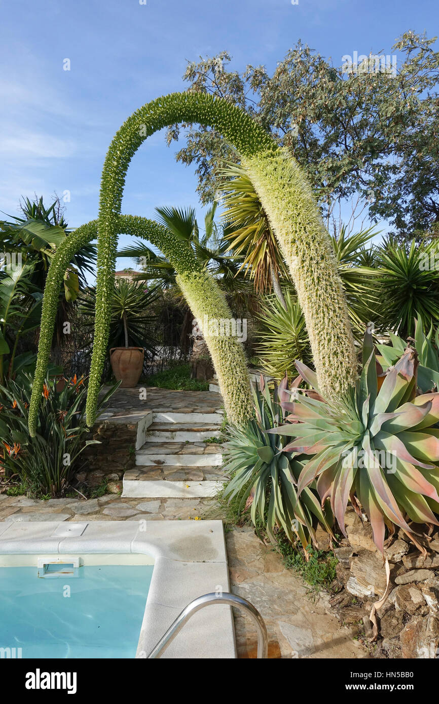 Agave Plants Around Pools Agave (4) Landsdale Plants