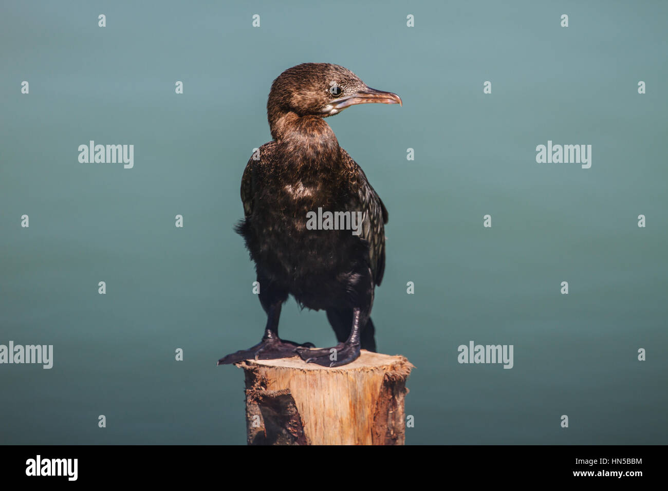 Little cormorant, Javanese cormorant (Microcarbo niger) bird in nature ...