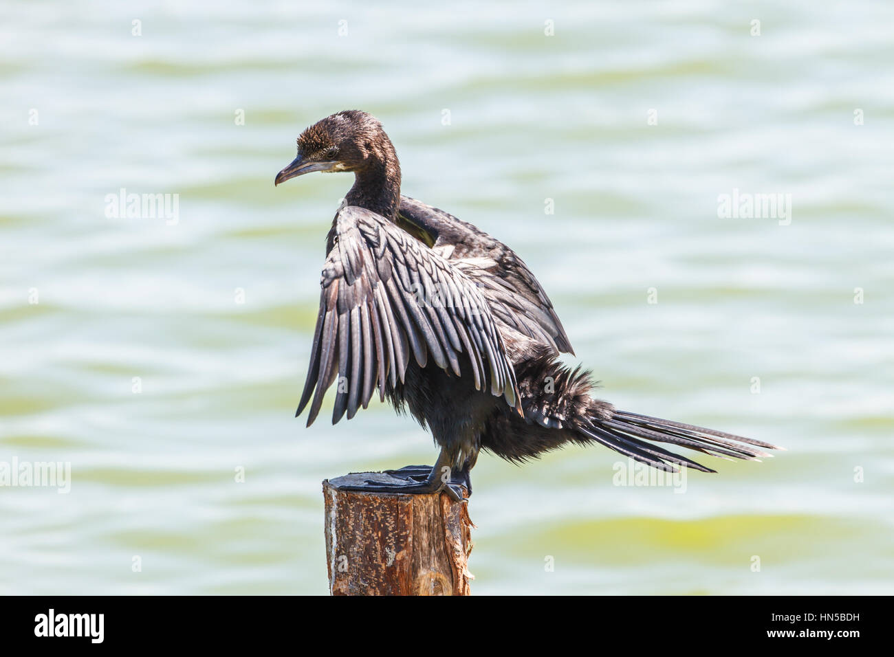Little cormorant, Javanese cormorant (Microcarbo niger) bird in nature ...