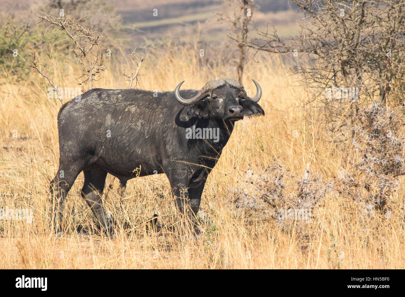 male African Buffalo standing in the bush savanna hot day Stock Photo ...