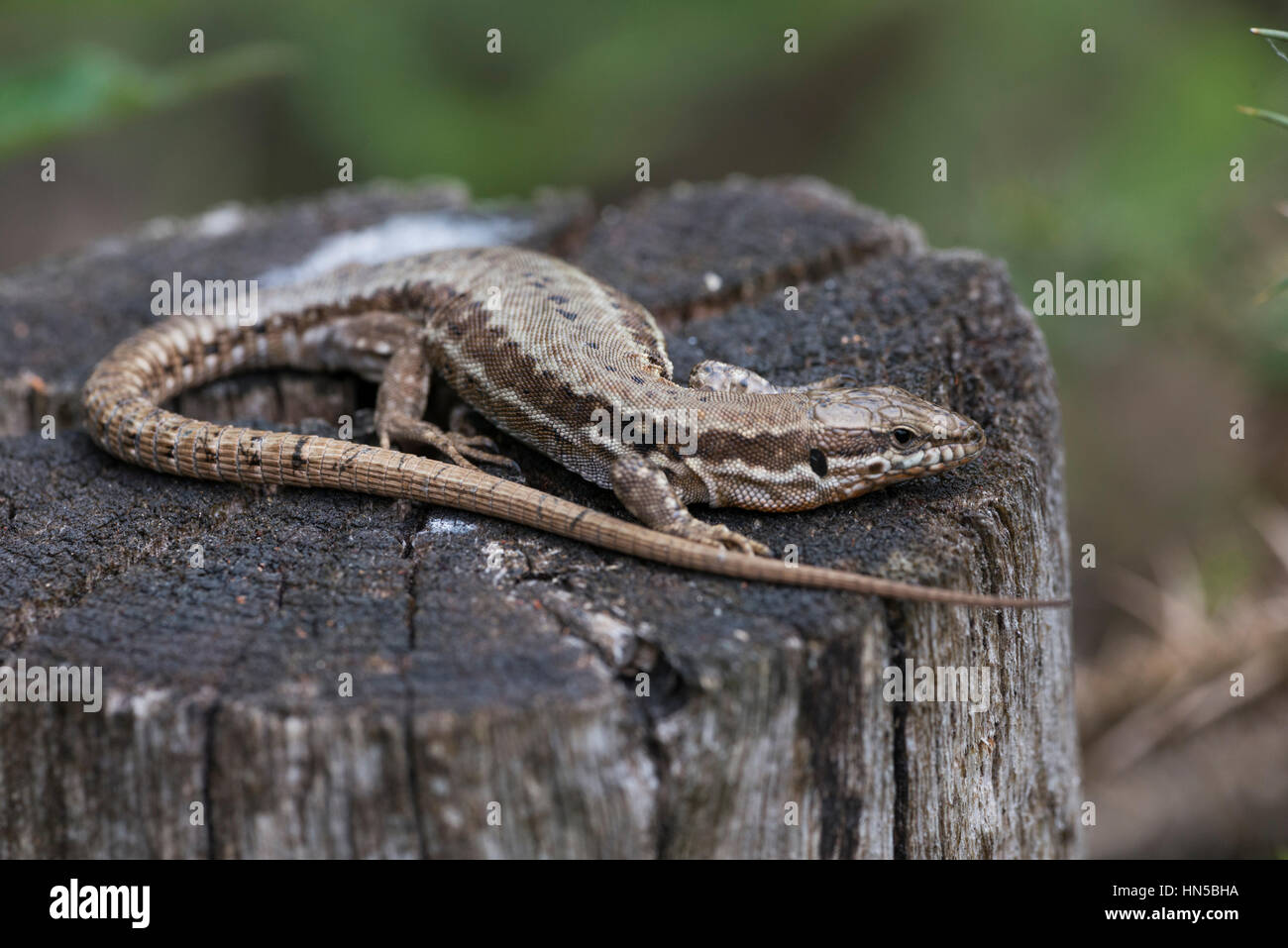 Common Wall Lizard (Podarcis muralis Stock Photo - Alamy