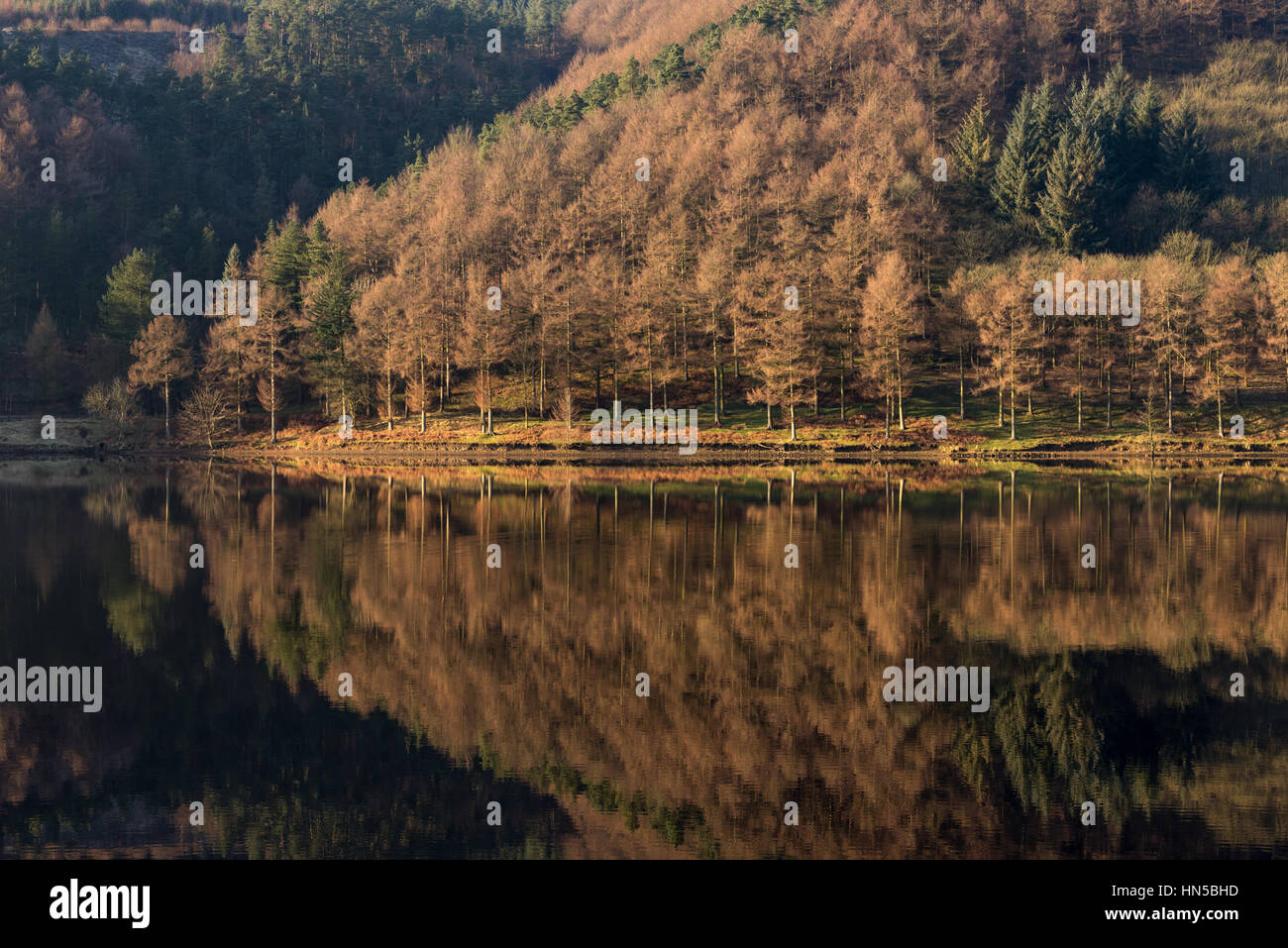 Forest reflected in the still water of Derwent reservoir in the Peak ...