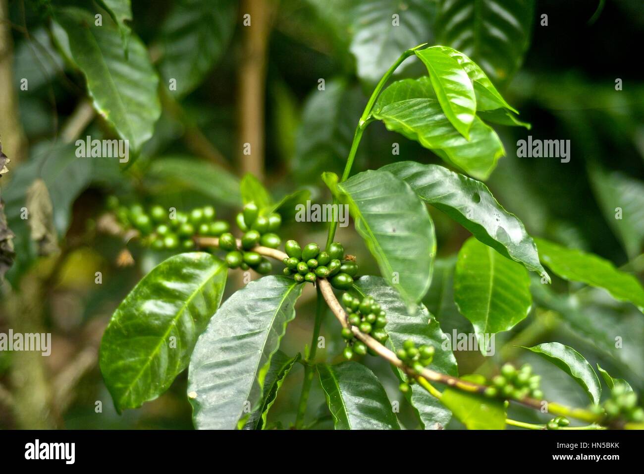 Ethiopian coffee plantation hi-res stock photography and images - Alamy
