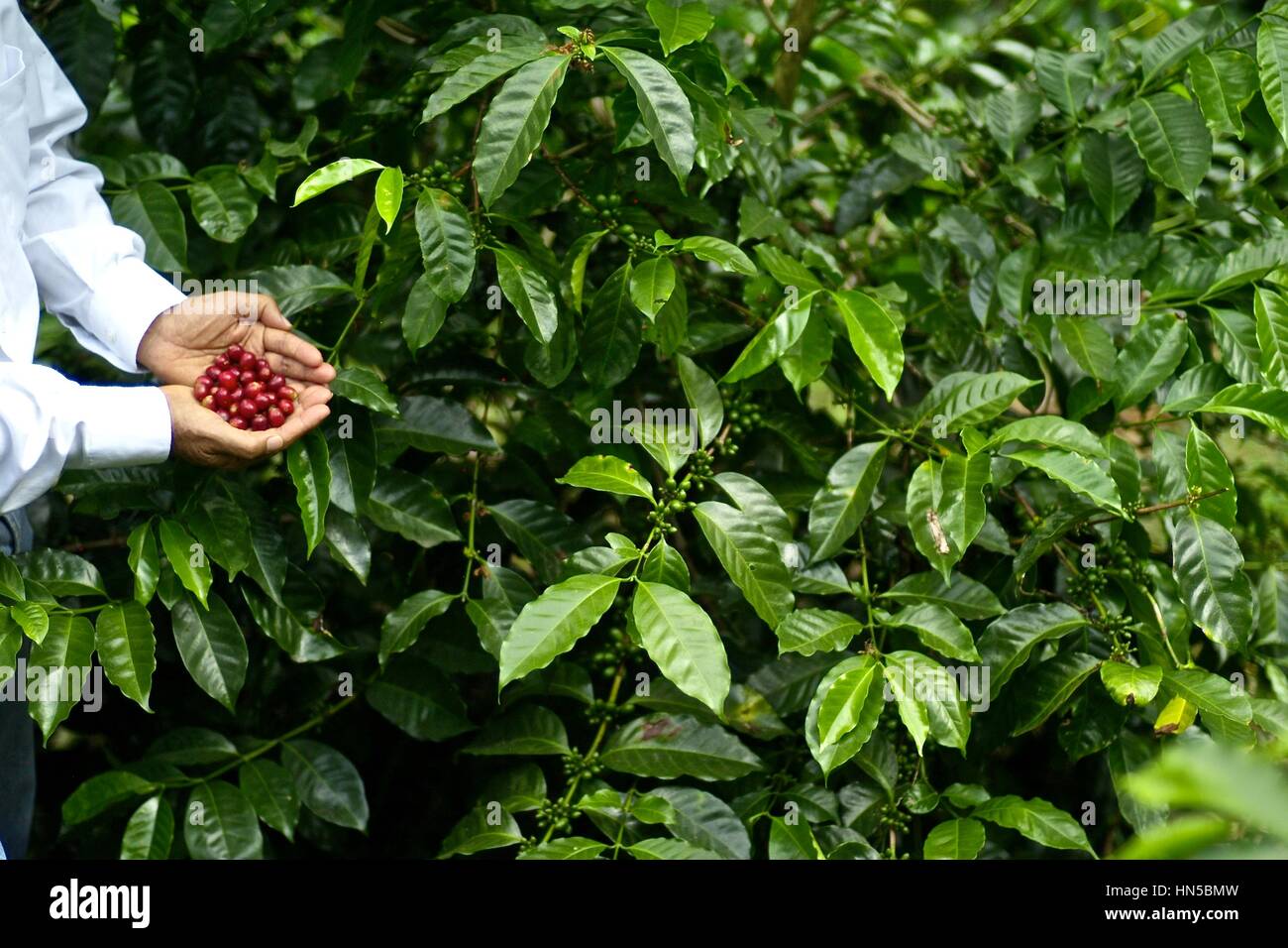 Portrait of Don Francisco Serracin, founder of Don Pachi Estate ...