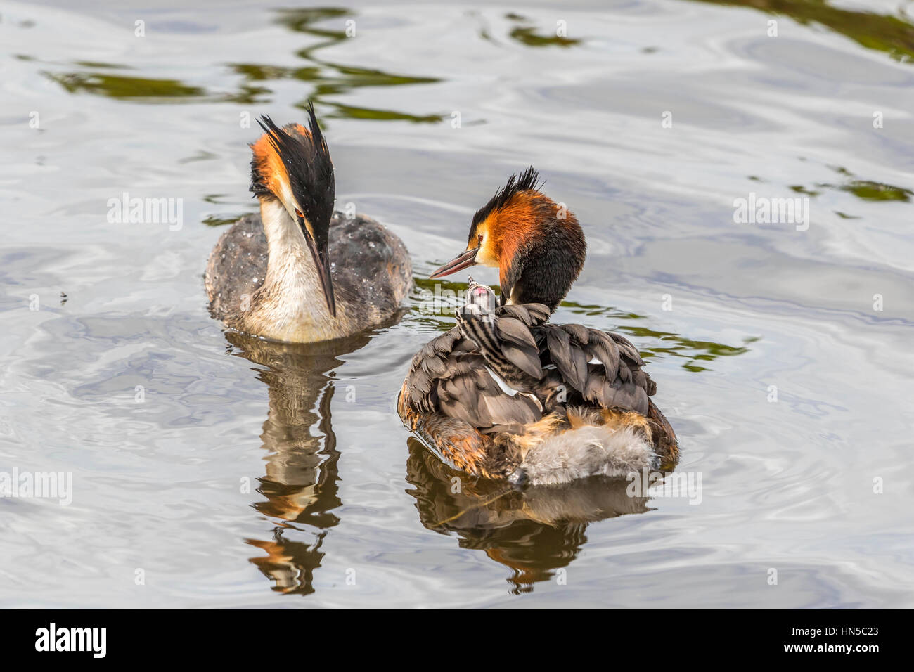 Great Crested Grebe with newborn chicks on back Stock Photo - Alamy