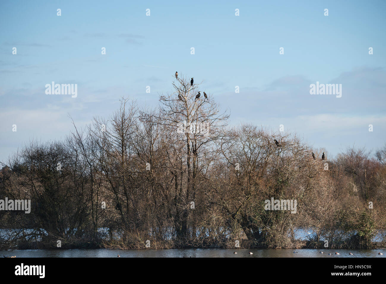 Collection of cormorant shag birds roosting in Winter tree Stock Photo ...