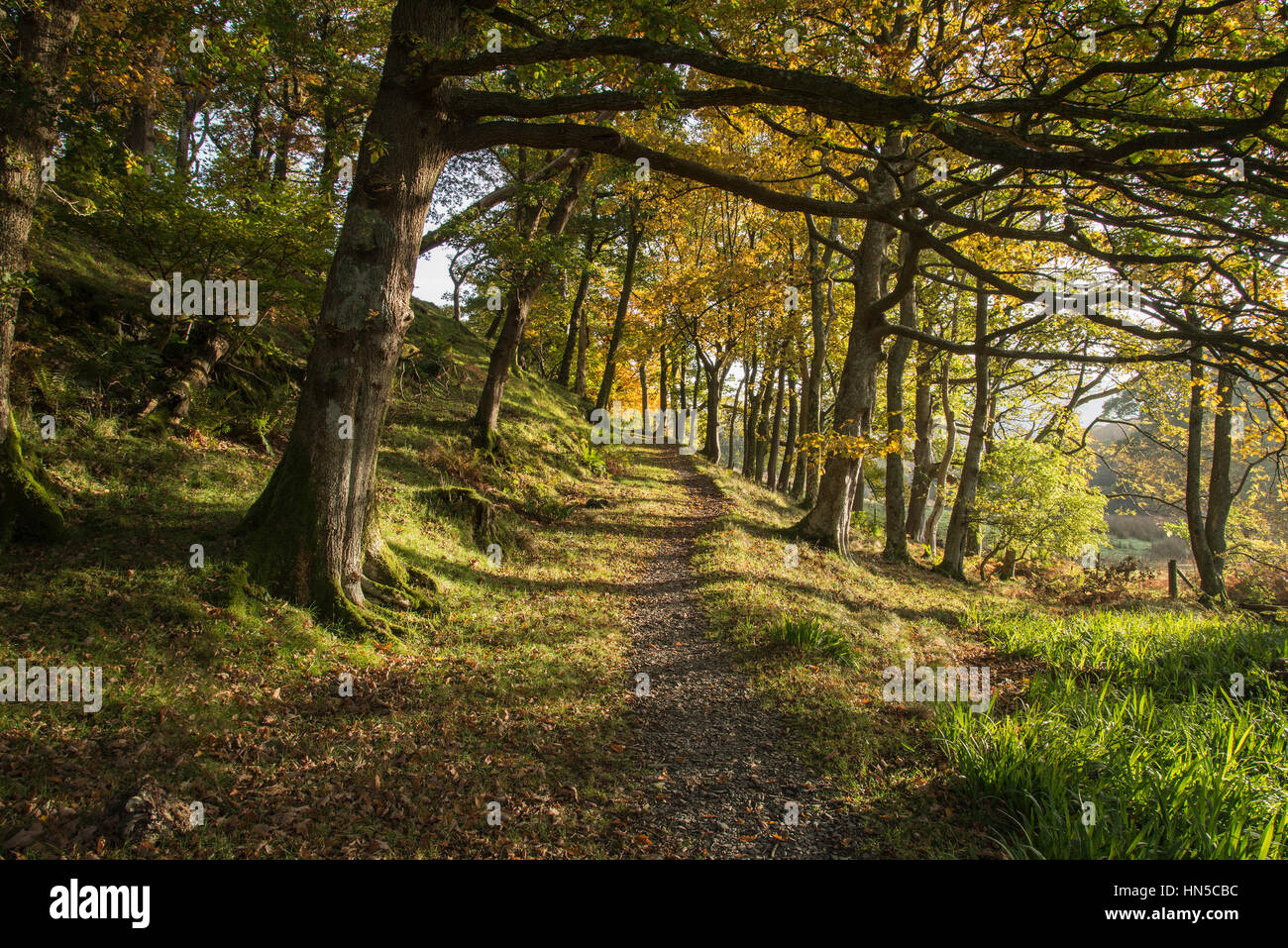 Beautiful Autumn Fall forest landscape image in countryside around ...