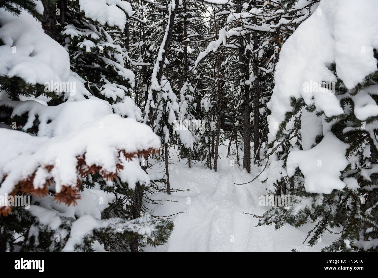 Snowy pine trees hi-res stock photography and images - Alamy