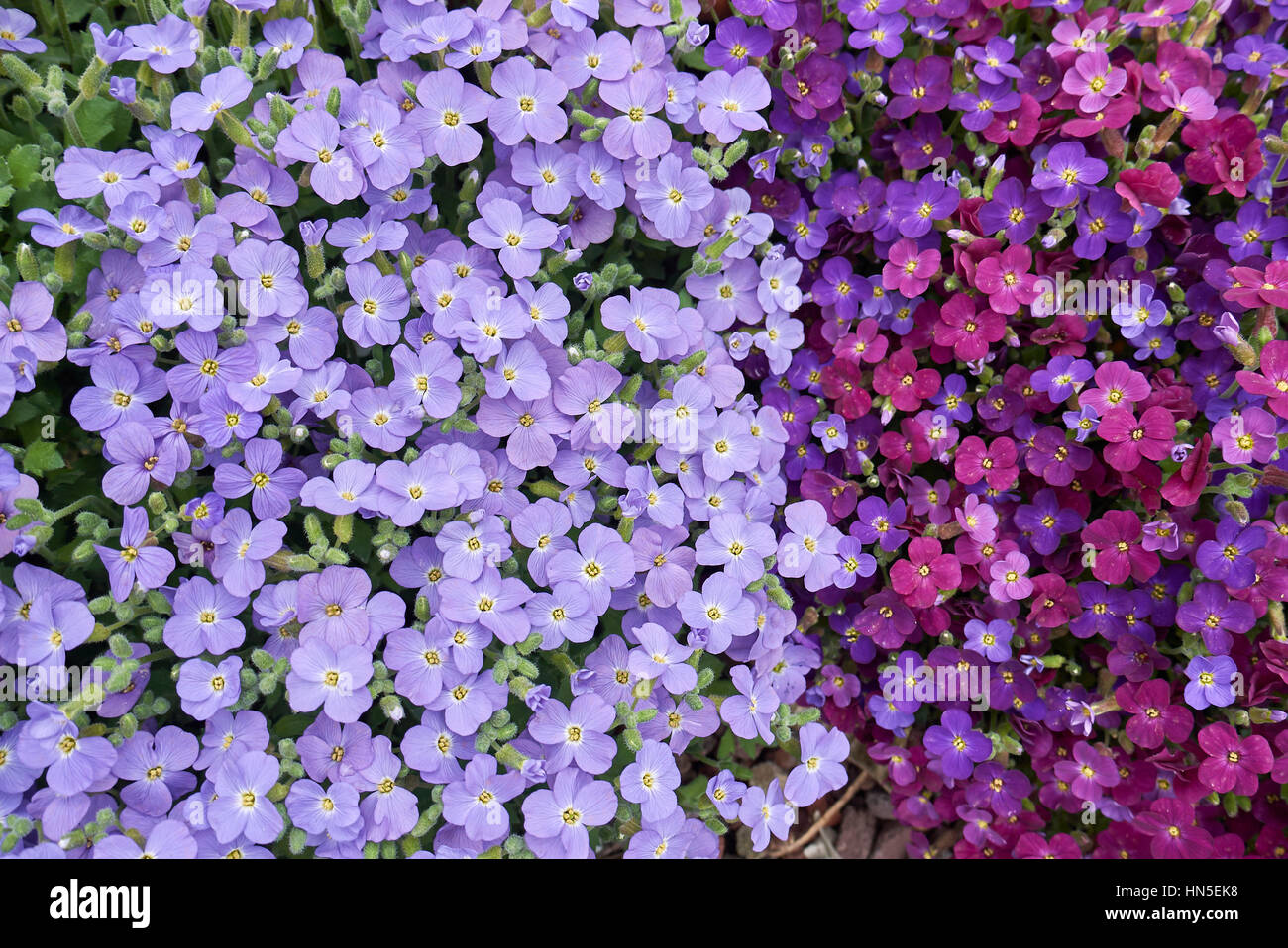 Aubretia Aubrieta High Resolution Stock Photography and Images - Alamy