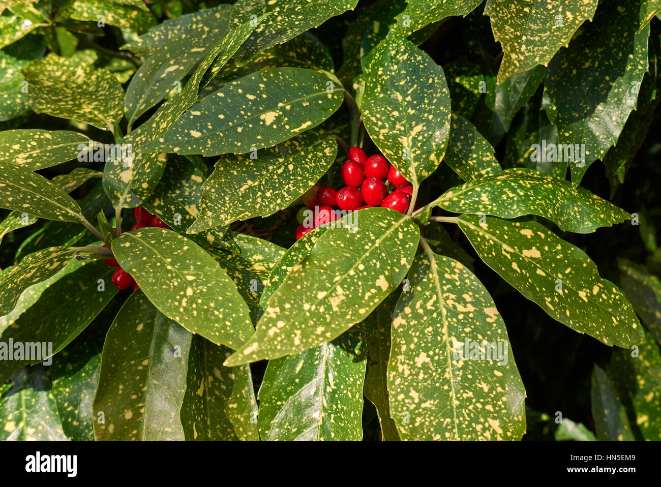 aucuba japonica Stock Photo: 133501657 - Alamy