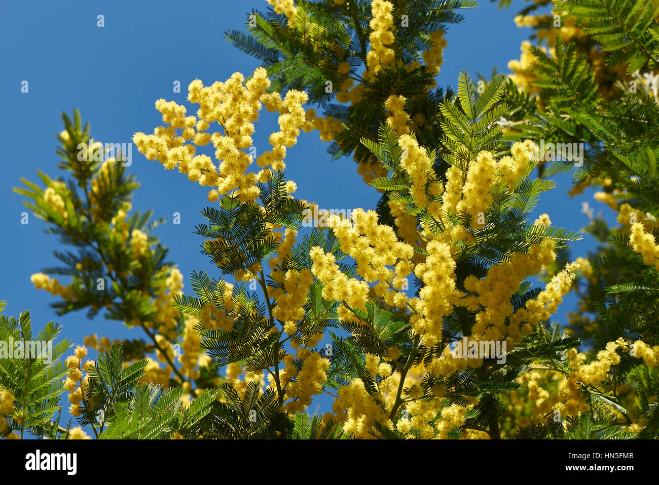 Acacia shrubs hi-res stock photography and images - Alamy