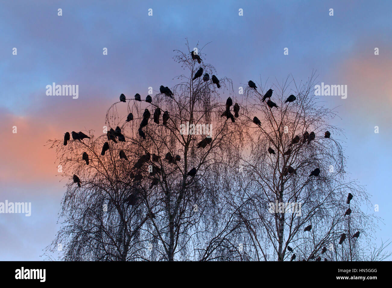 Roosting rooks hi-res stock photography and images - Alamy