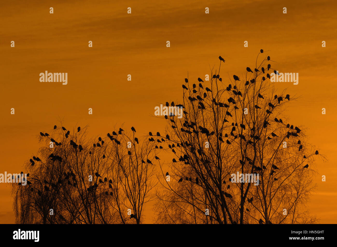 Rooks (Corvus frugilegus) flock roosting in tree at dusk in winter ...