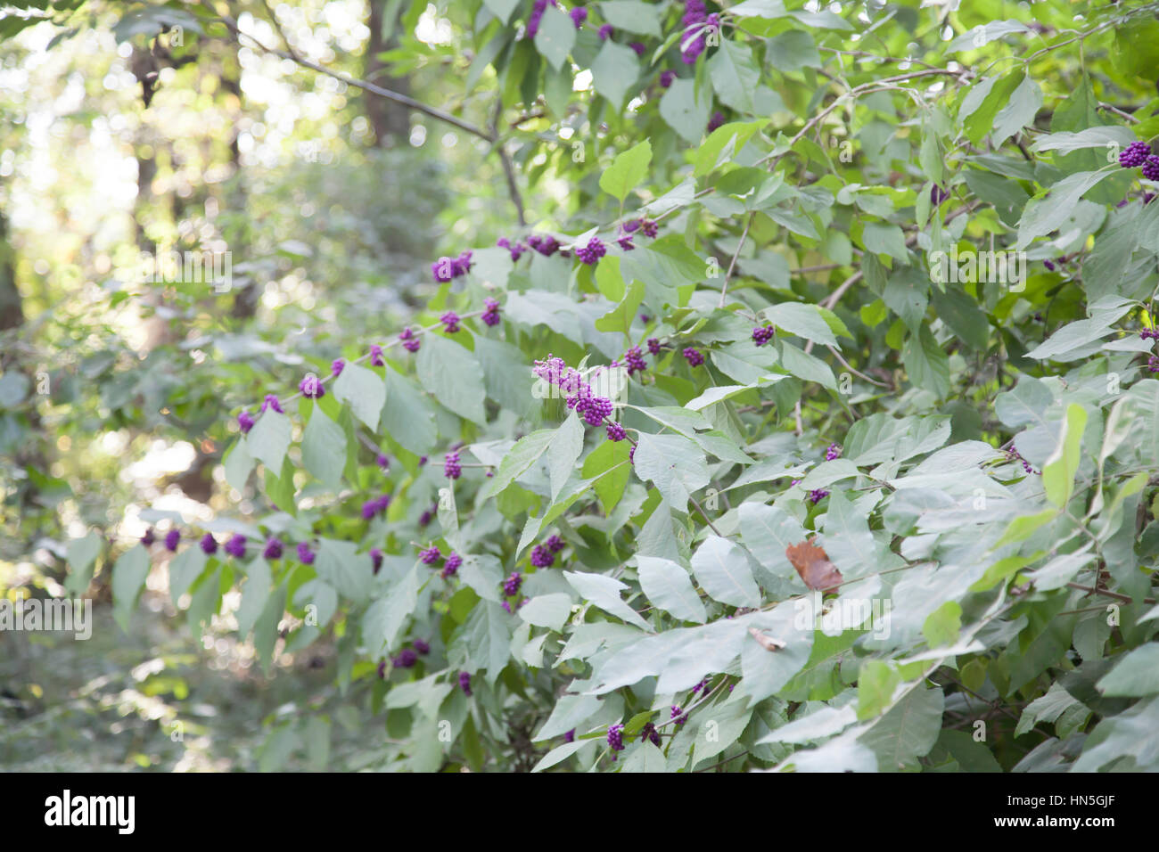 Tall American beautyberry bush in the forest Stock Photo - Alamy