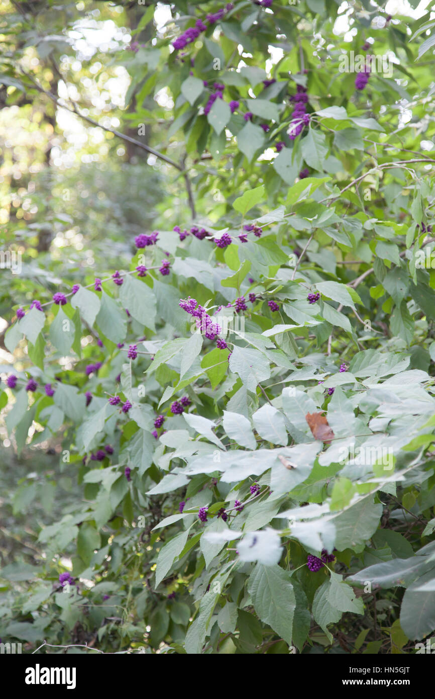 Tall American beautyberry bush in the forest Stock Photo - Alamy