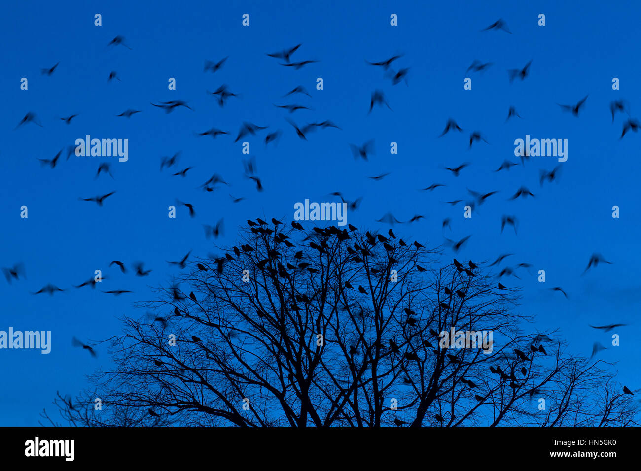 Flocking rooks hi-res stock photography and images - Alamy