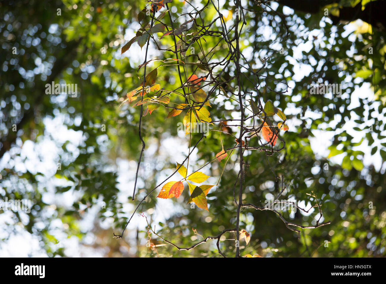 Close up of leaves turning color in the fall season Stock Photo - Alamy