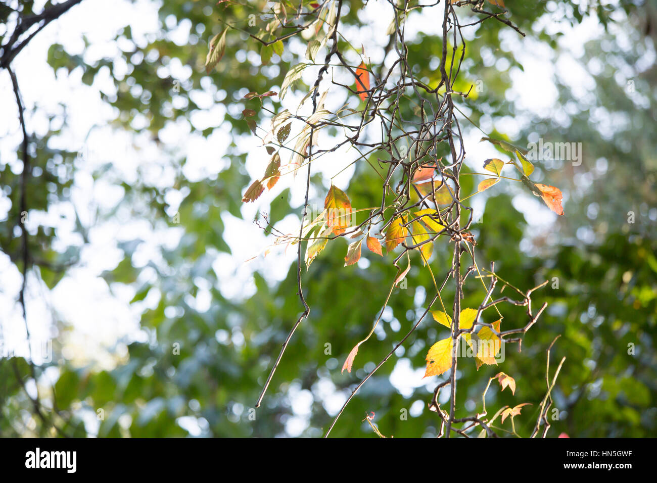 Close up of leaves turning color in the fall season Stock Photo - Alamy