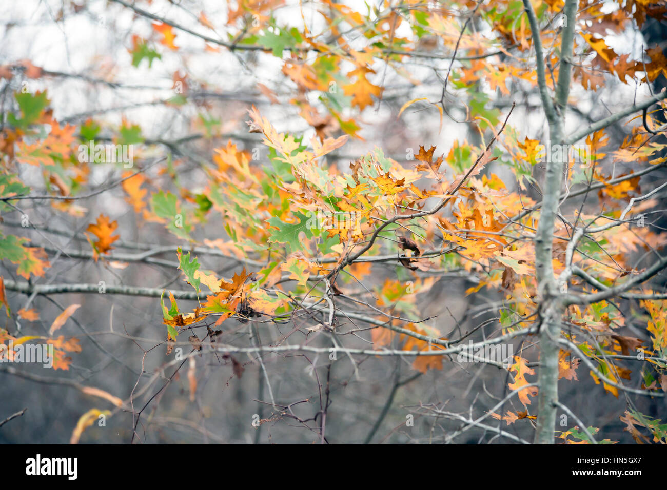 Close up of leaves turning color in the fall season Stock Photo - Alamy