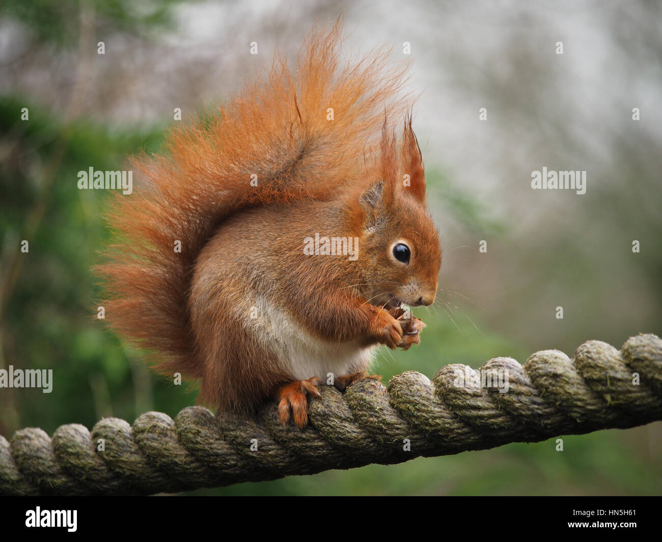 Red Squirrel (Sciurus vulgaris Stock Photo - Alamy