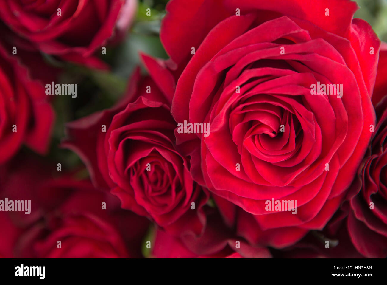 Bunch of red roses on white background Stock Photo - Alamy