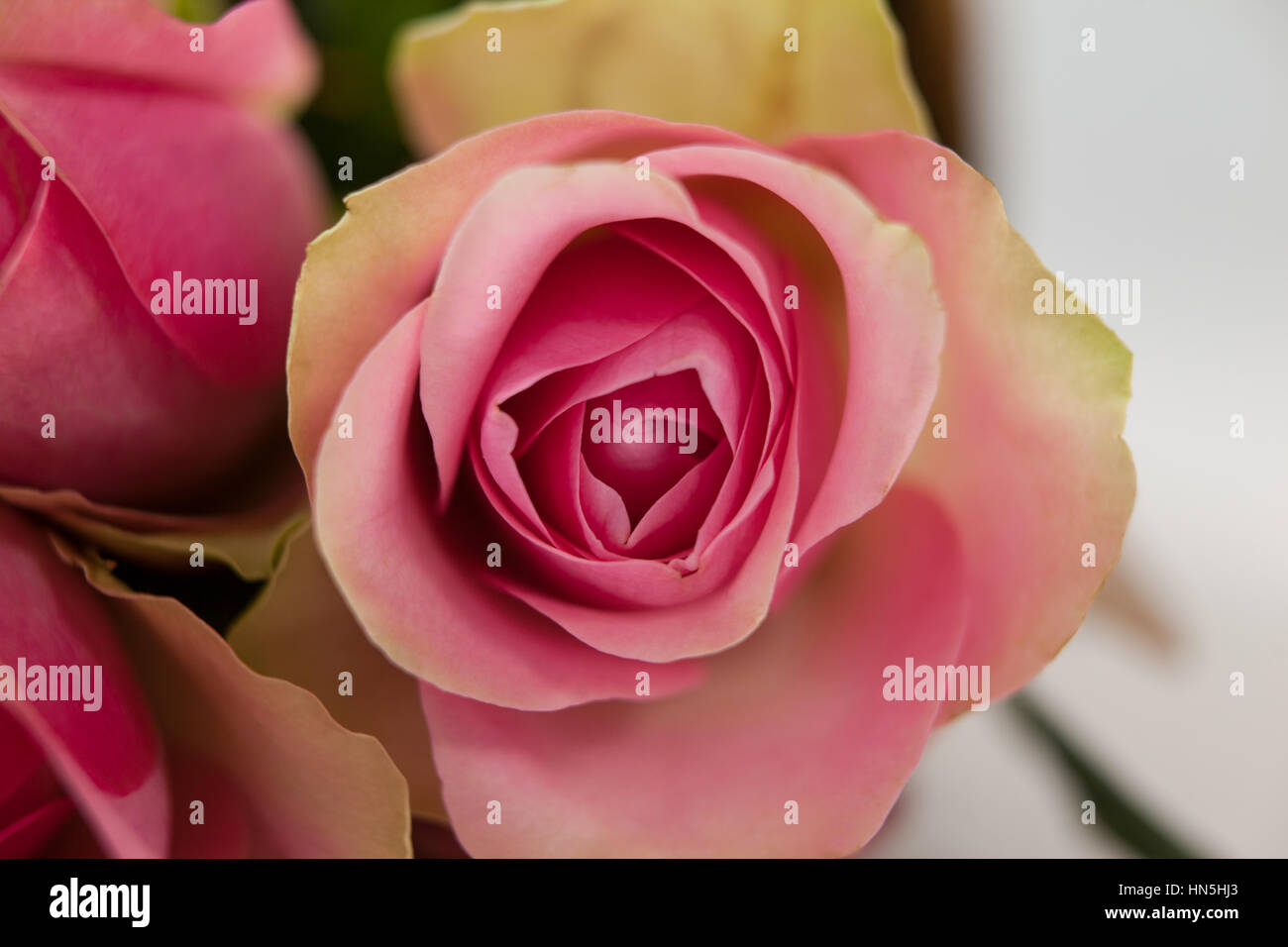 Close-up of pink roses Stock Photo - Alamy