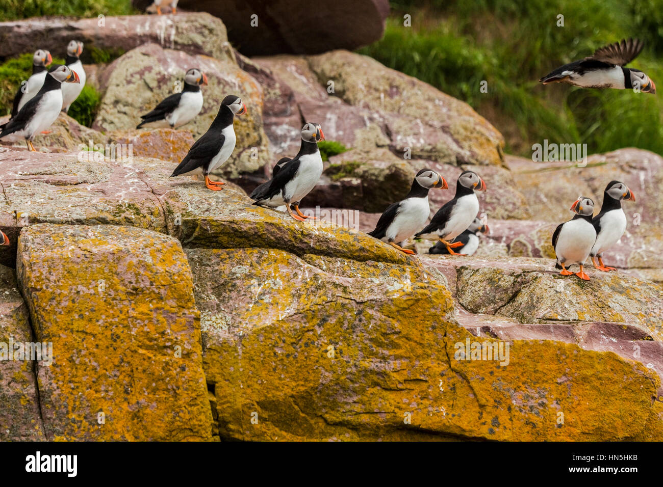Puffin mating ritual hi-res stock photography and images - Alamy