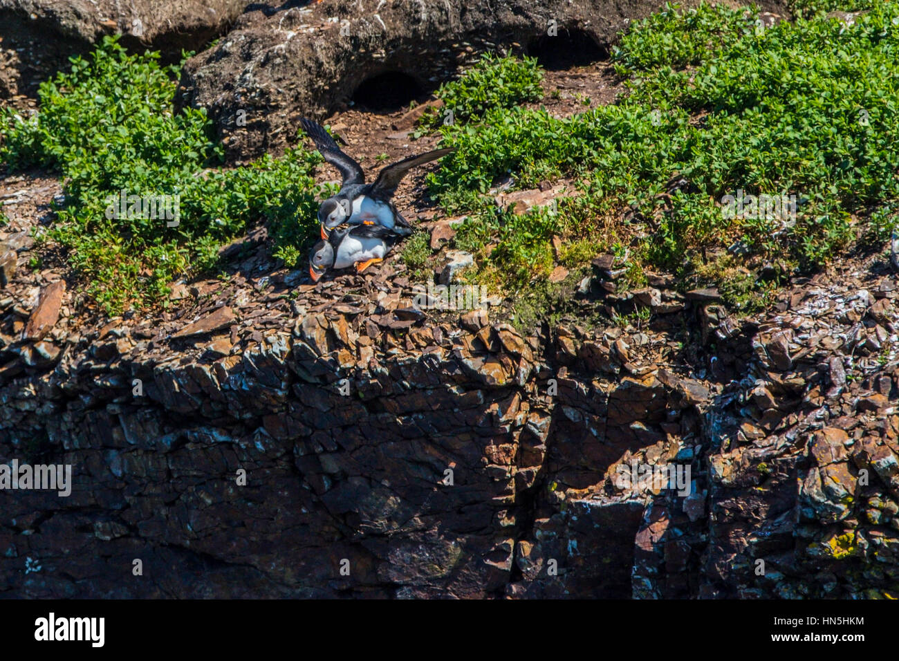 Puffin in Newfoundland, Canada Stock Photo - Alamy