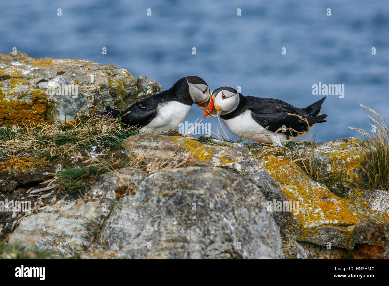 Puffin mating ritual hi-res stock photography and images - Alamy