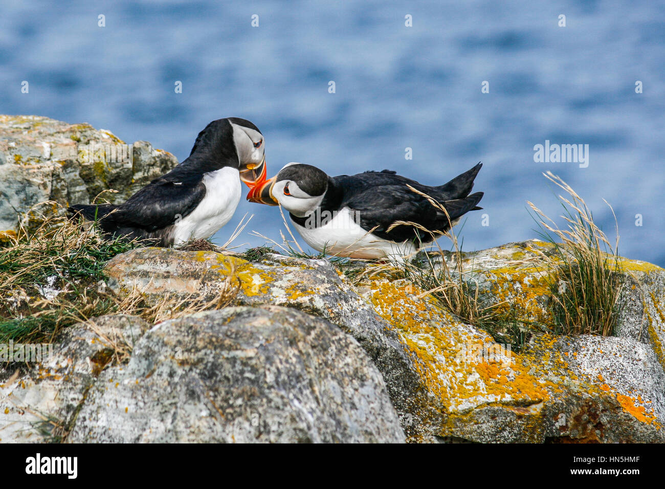 Puffin mating ritual hi-res stock photography and images - Alamy