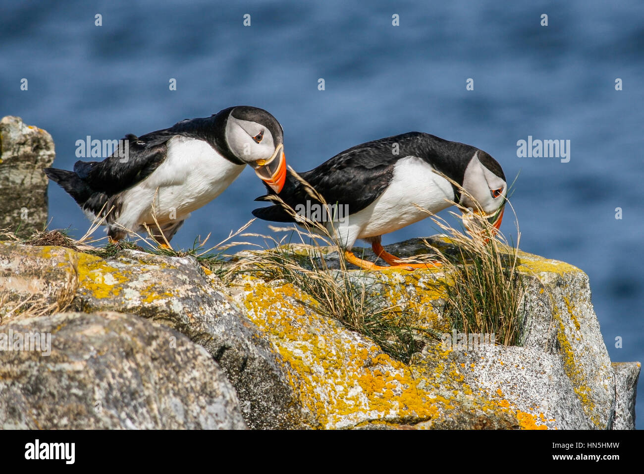 Puffin mating ritual hi-res stock photography and images - Alamy