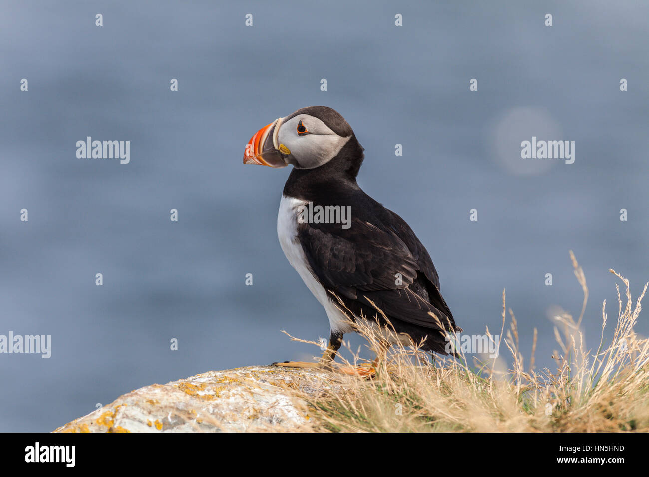 Puffin in Newfoundland, Canada Stock Photo - Alamy